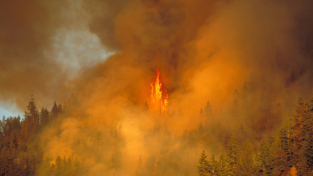 Counting wildfire’s carbon | Pacific Institute for Climate Solutions