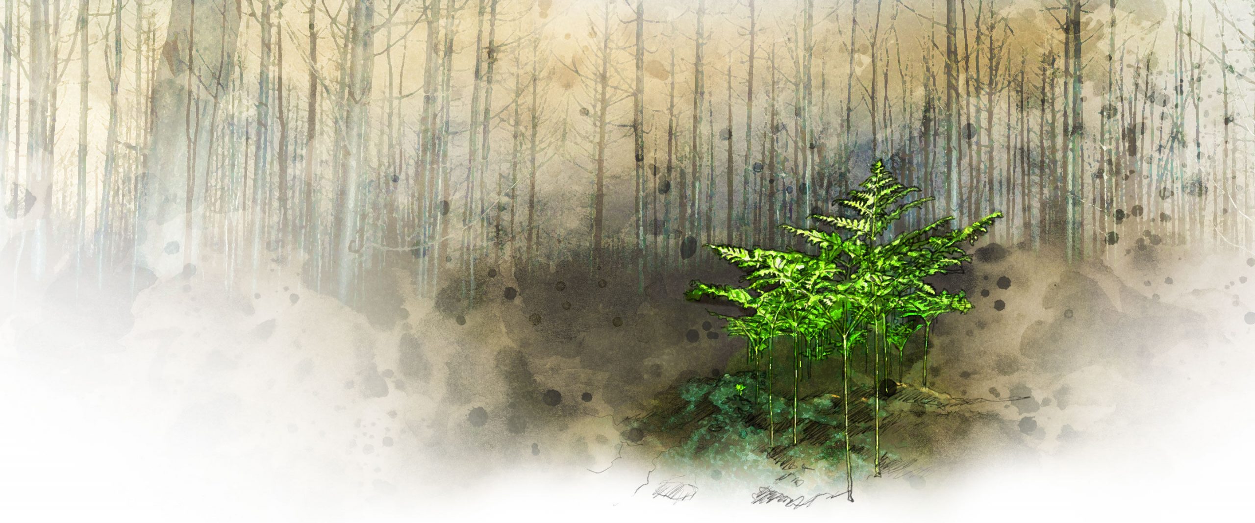 BC Wildfires | Pacific Institute for Climate Solutions